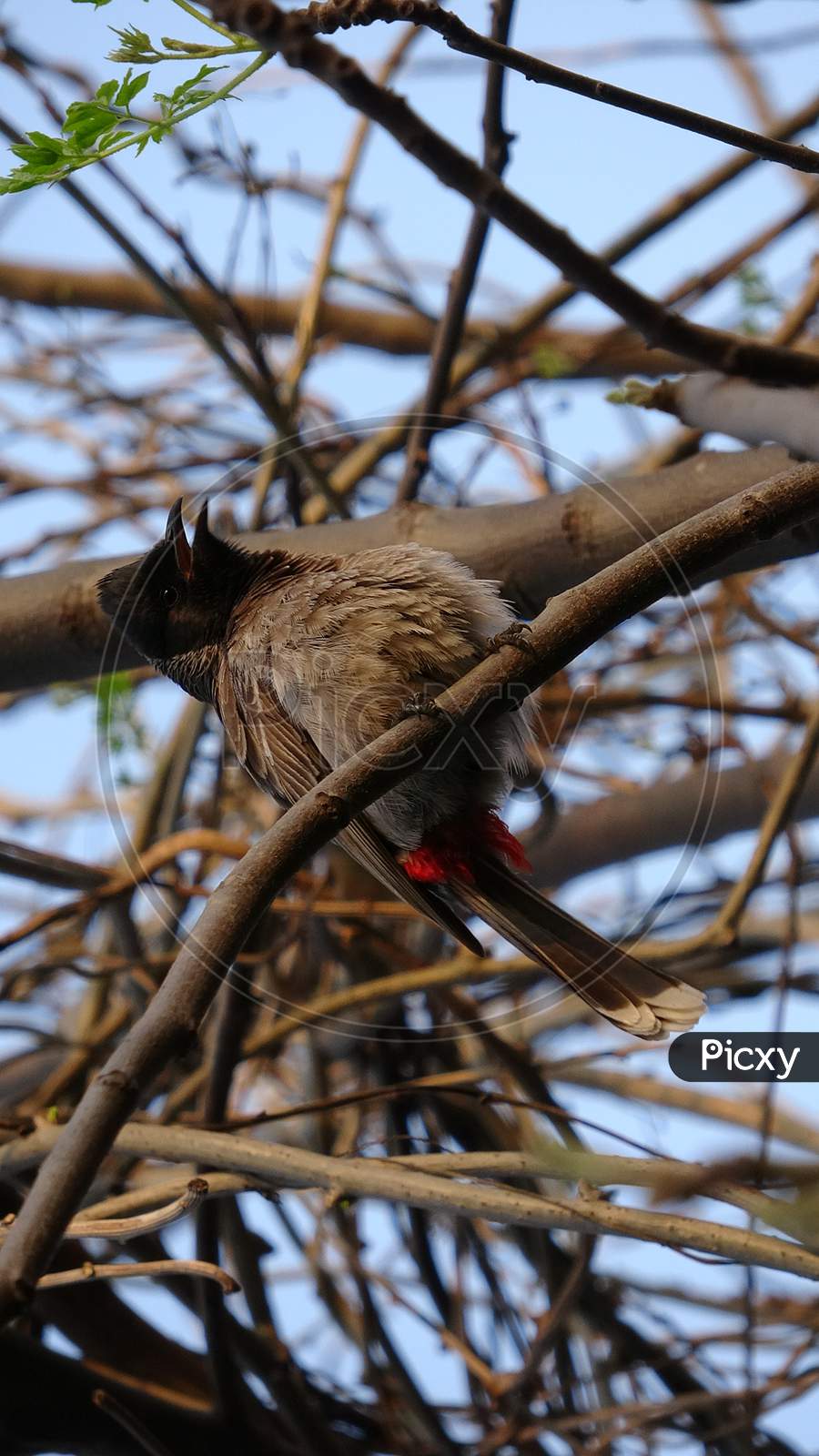 Image of Red vented BulBul singing on the Branch-DW249257-Picxy