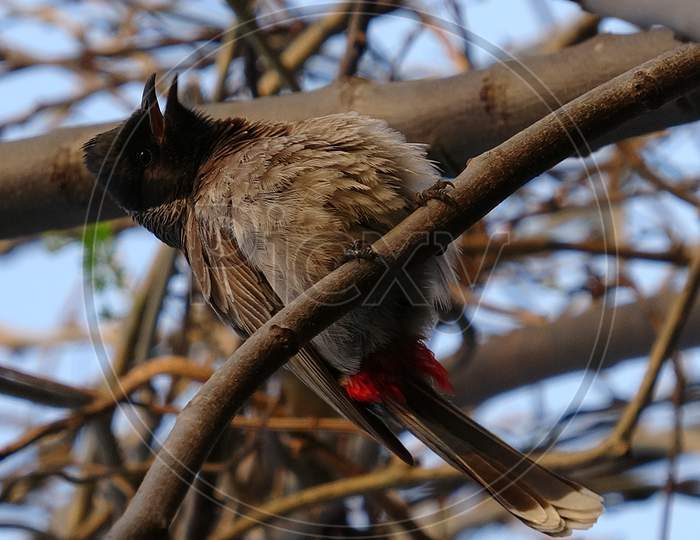 Image of Red vented BulBul singing on the Branch-DW249257-Picxy