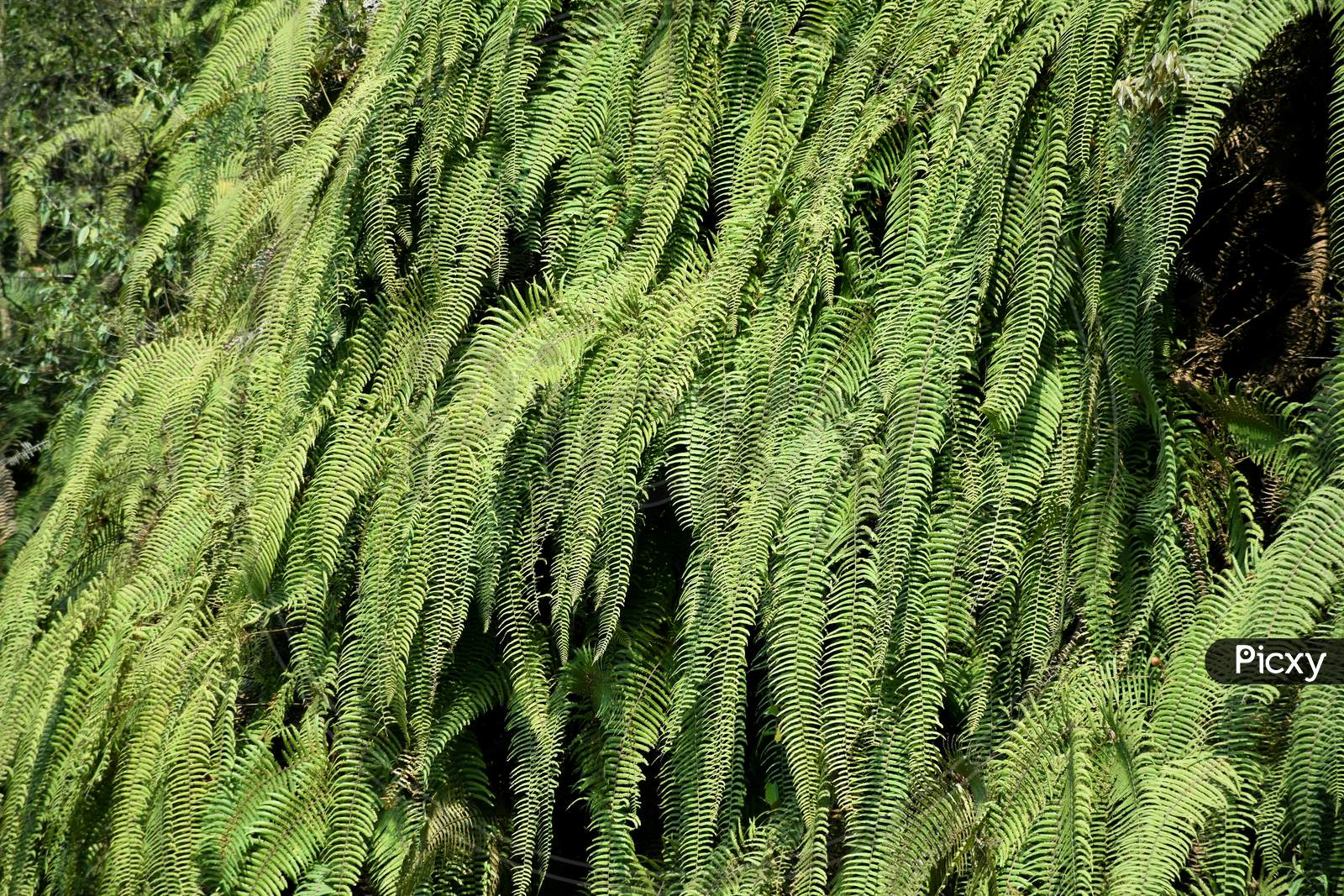 Image of Mountain Slope Covered With Himalayan Green Ferns .-AD130196-Picxy
