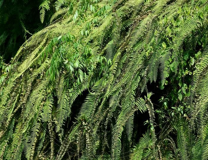 Image of Mountain Slope Covered With Himalayan Green Ferns .-VO672940-Picxy