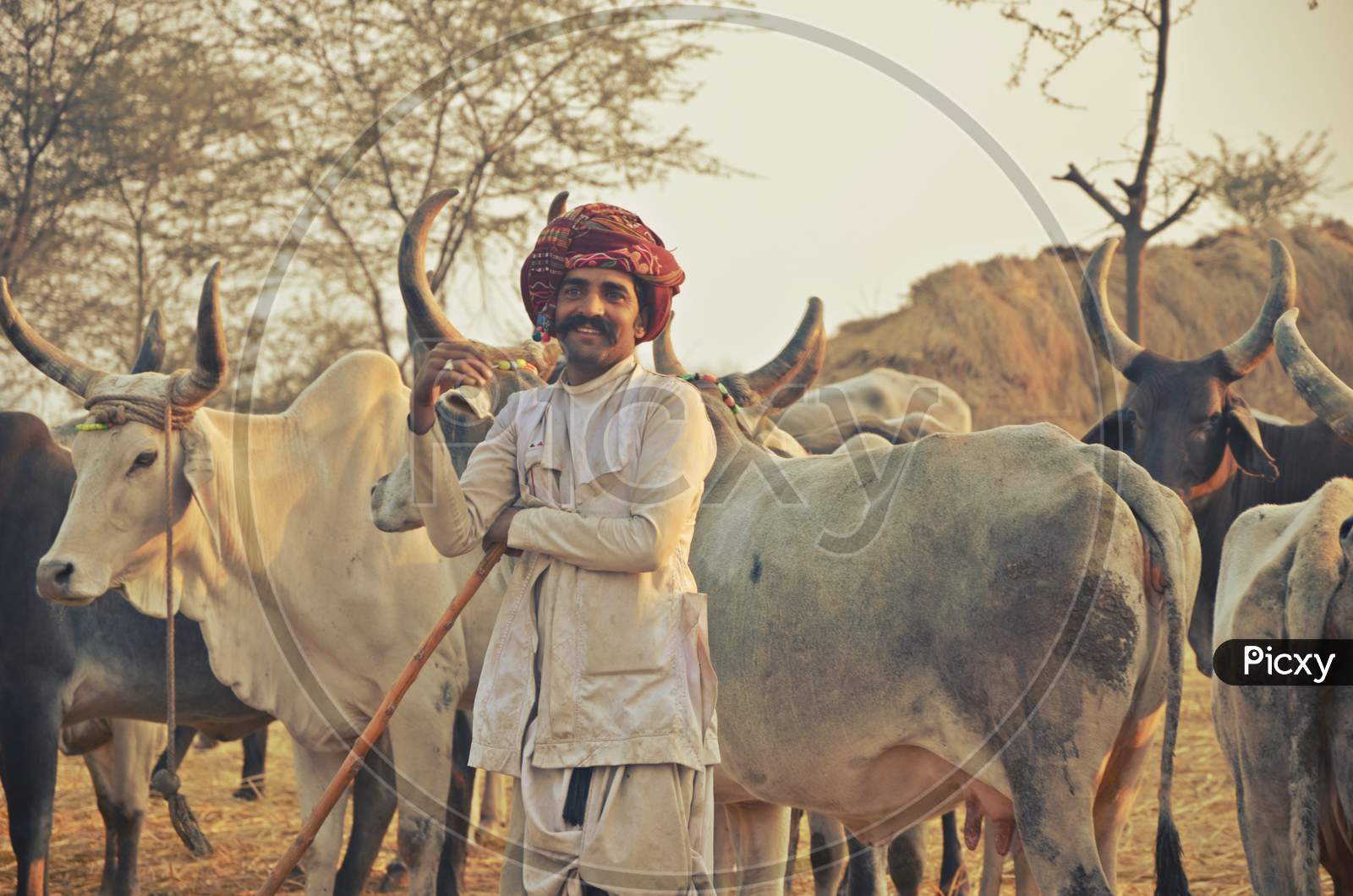 Image of gypsy cow herder-TO885796-Picxy
