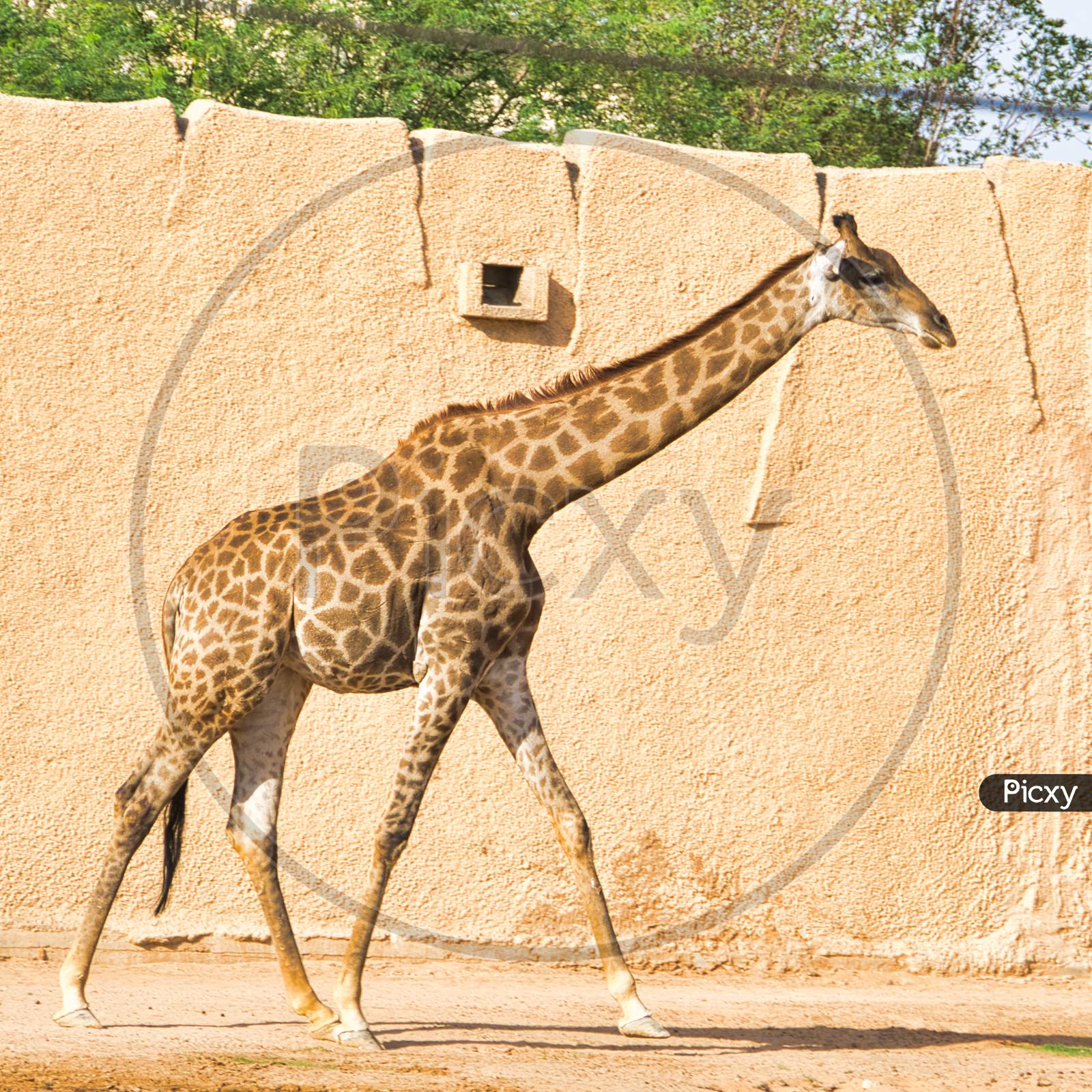Image of Giraffe on a Walk-FR622662-Picxy