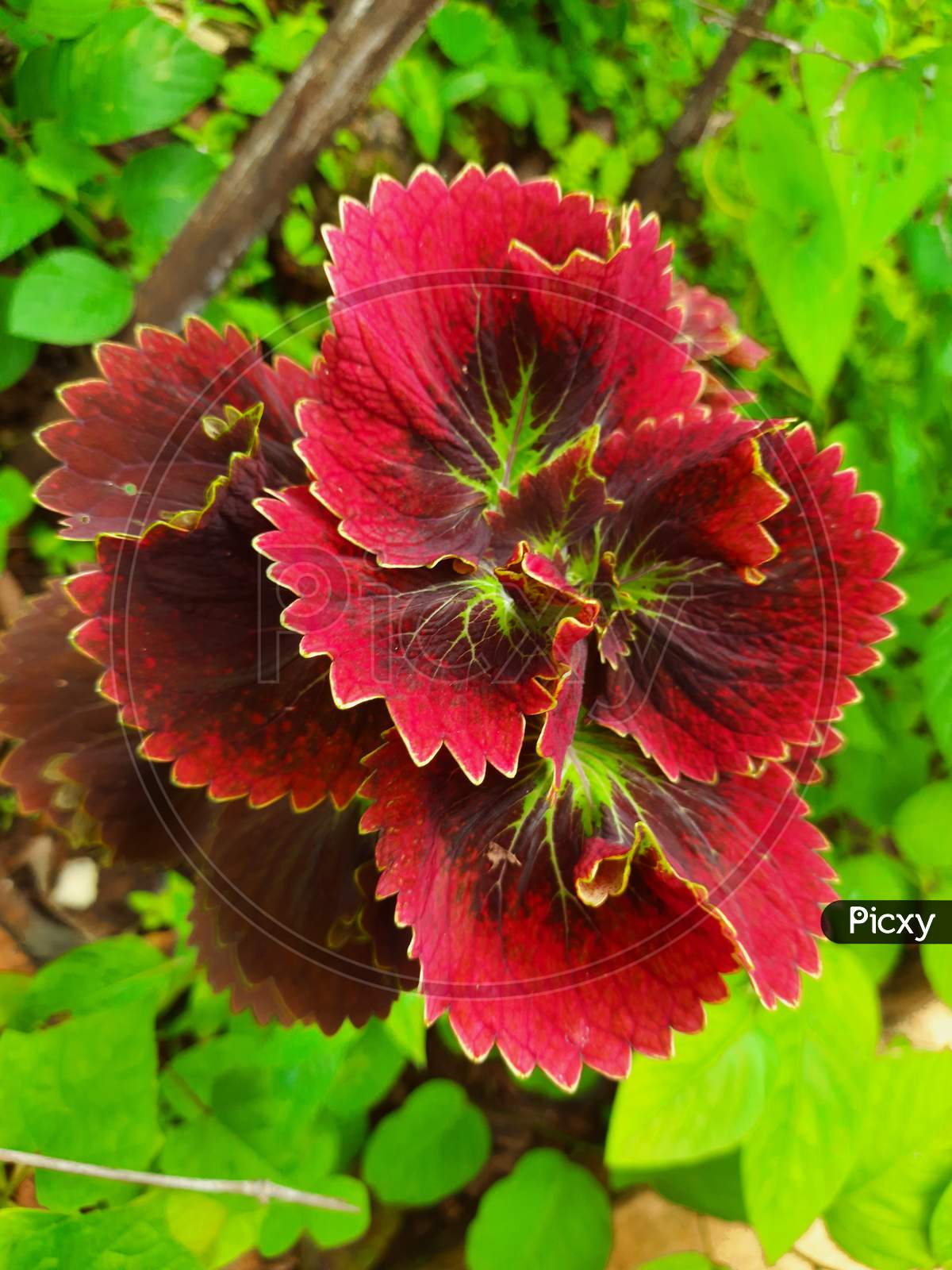 Image of Maroon Leaf Plant-UA000889-Picxy