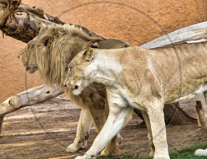 Image of Lion and Lioness cuddling in their den-NQ410092-Picxy