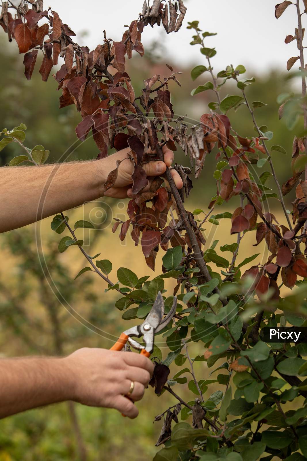 Image of Man Cut Brunch Infected With Fire Blight, Fireblight, Quince ...