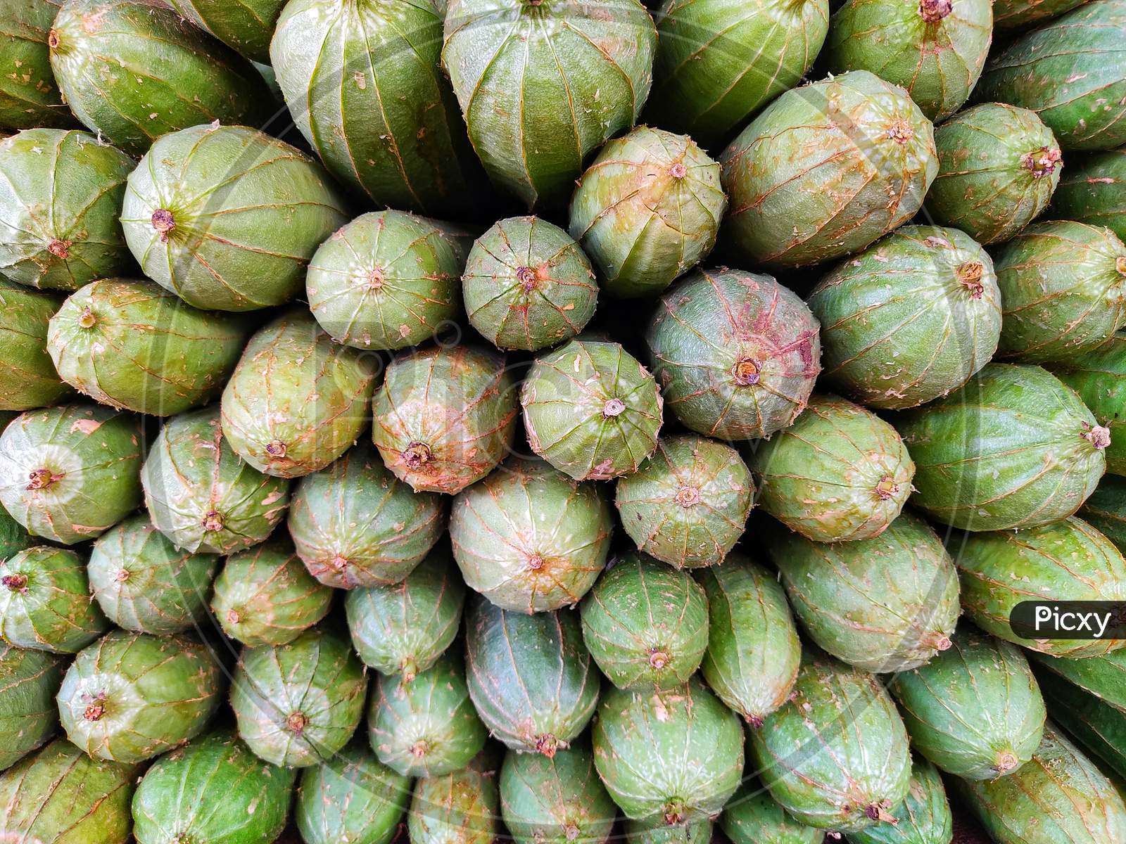 Image of Ridge Gourd Or Janhi Or Turai Arranged In Row In Indian ...