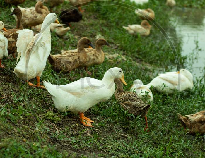 Image of Ducks Is Running In The Water And On The Ground In Search Of ...