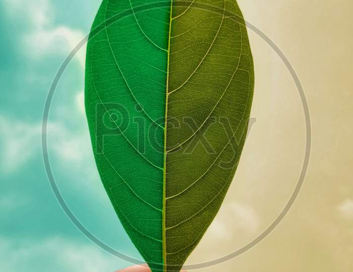 Image of Leaf creative photography-EA943787-Picxy