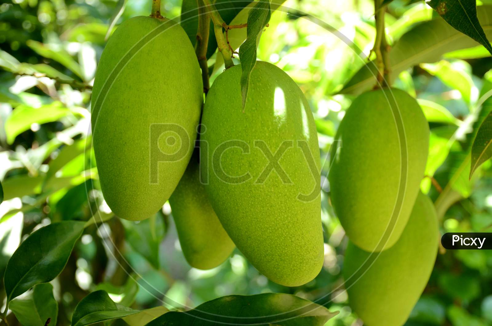 Image of Closeup The Bunch Ripe Green Mango Fruit With Branch With ...