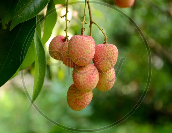 Image of Closeup The Bunch Red Ripe Litchi With Leaves And Branch Over ...