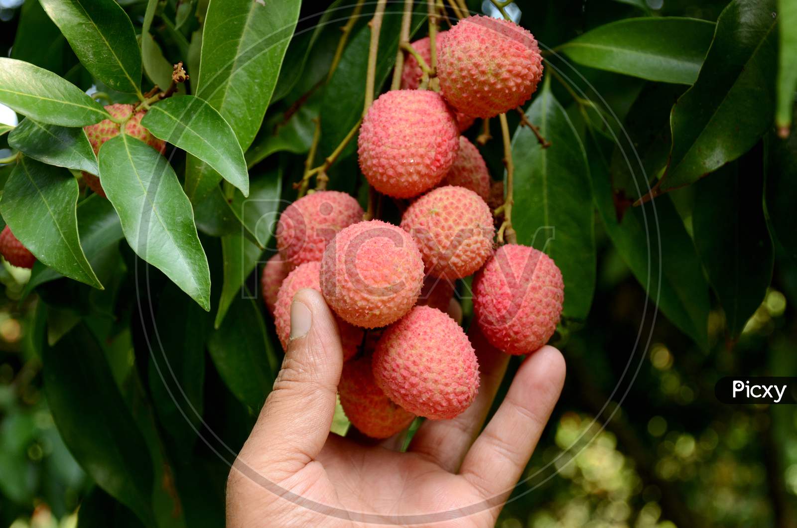 Image of Closeup The Bunch Red Ripe Litchi Hold Hand With Leaves And ...