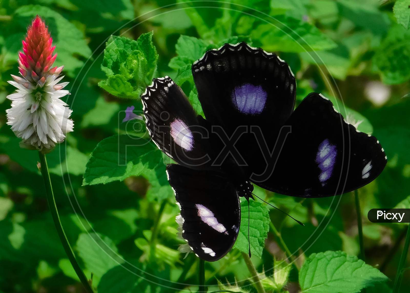 Image of cursed fly-VE874871-Picxy