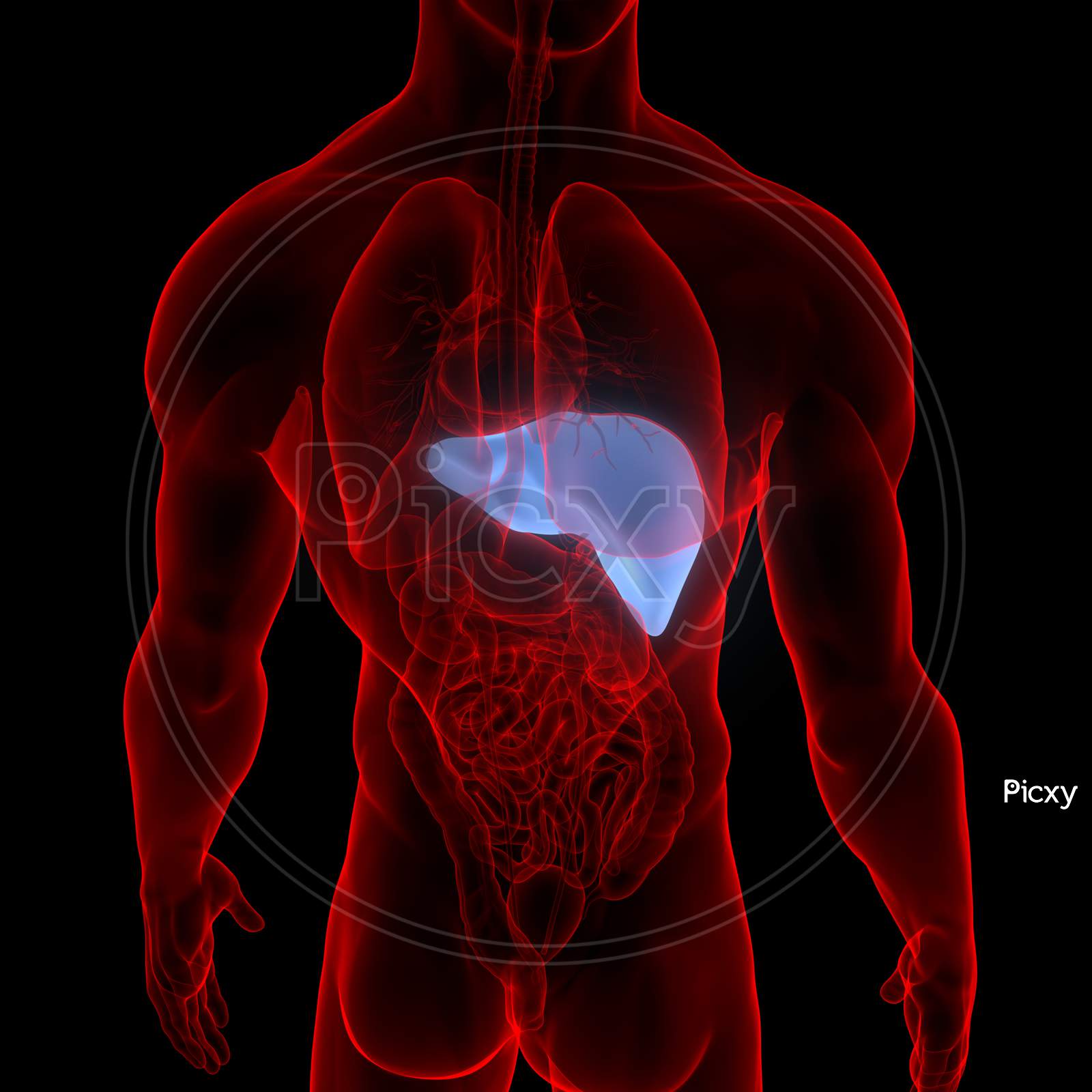 Internal Organs Liver Liver Bows Abscess Human Internal Organ