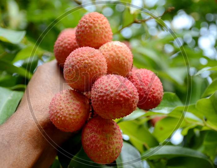 Image of Closeup The Bunch Red Ripe Litchi Hold Hand With Leaves And ...