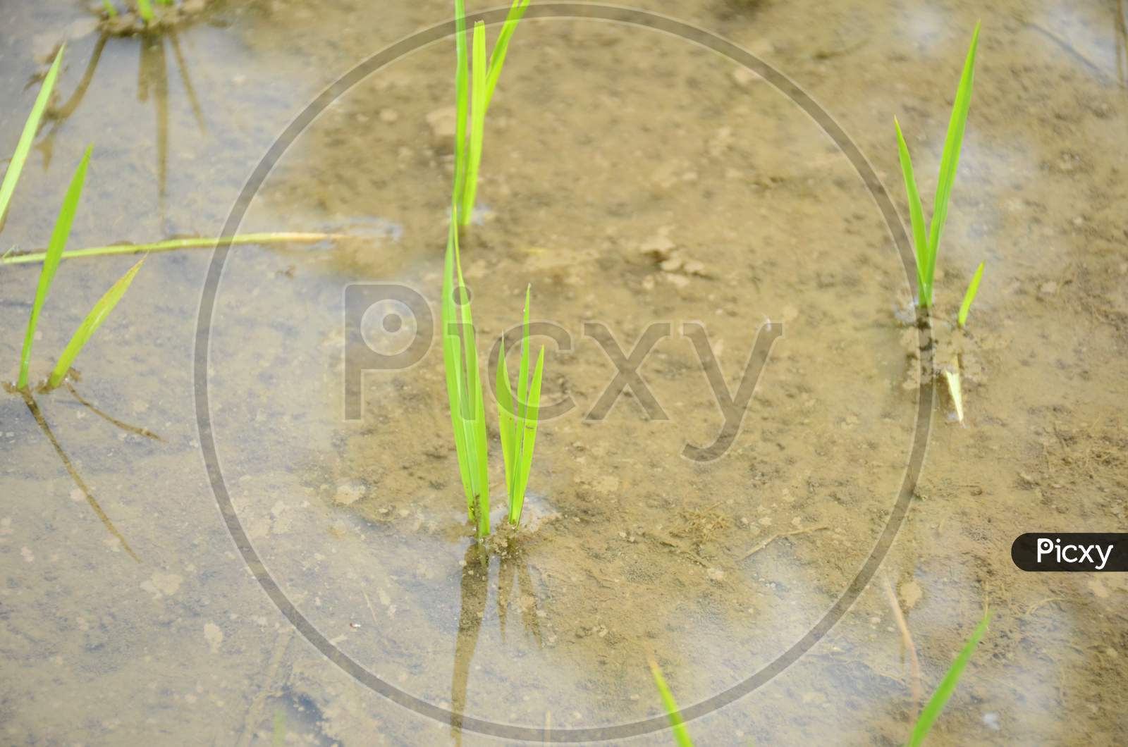 Image of Closeup The Ripe Green Paddy Plant Soil Heap And Seed In The ...