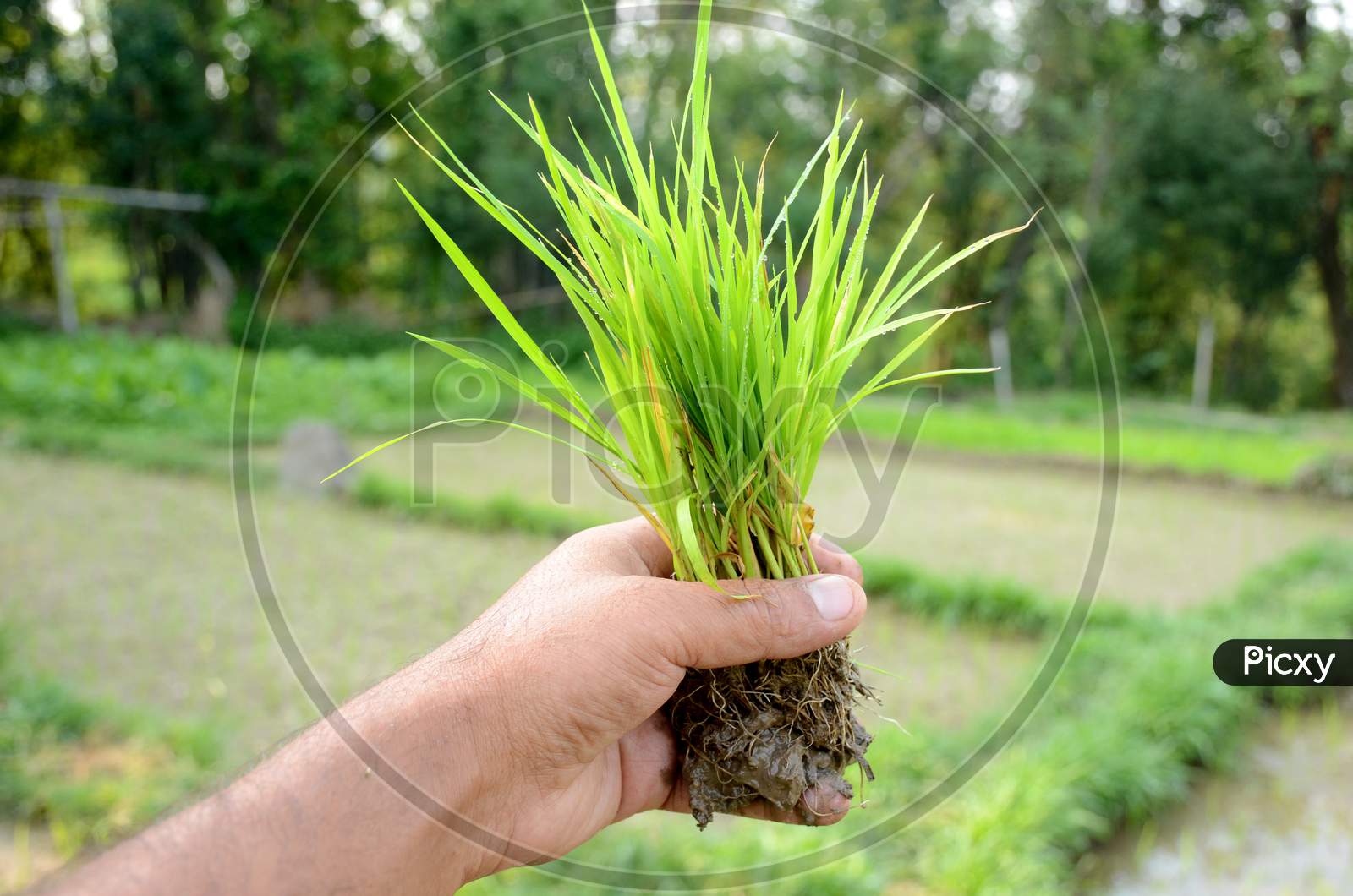 Image of Closeup The Bunch Ripe Green Paddy Plant Soil Heap Hold Hand ...