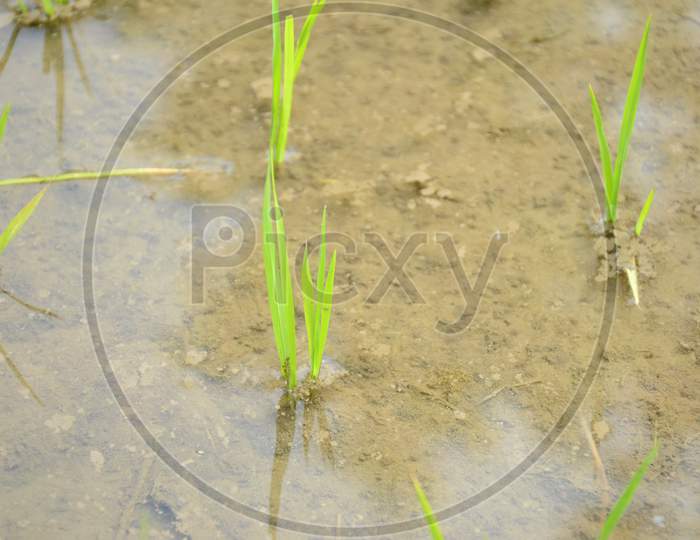 Image of Closeup The Ripe Green Paddy Plant Soil Heap And Seed In The ...