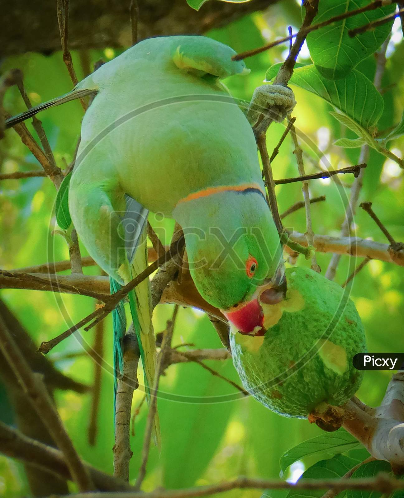 Image of hungry parrot-RZ328384-Picxy