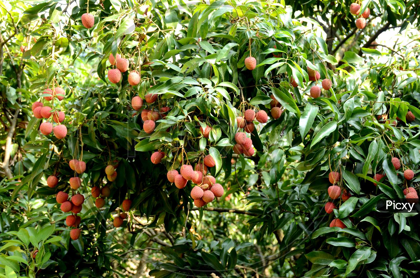 Image of Closeup The Bunch Red Ripe Litchi With Leaves And Branch Over ...