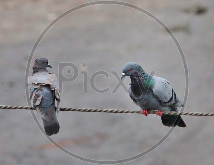 Image of Birds With Social Distancing-AH772409-Picxy