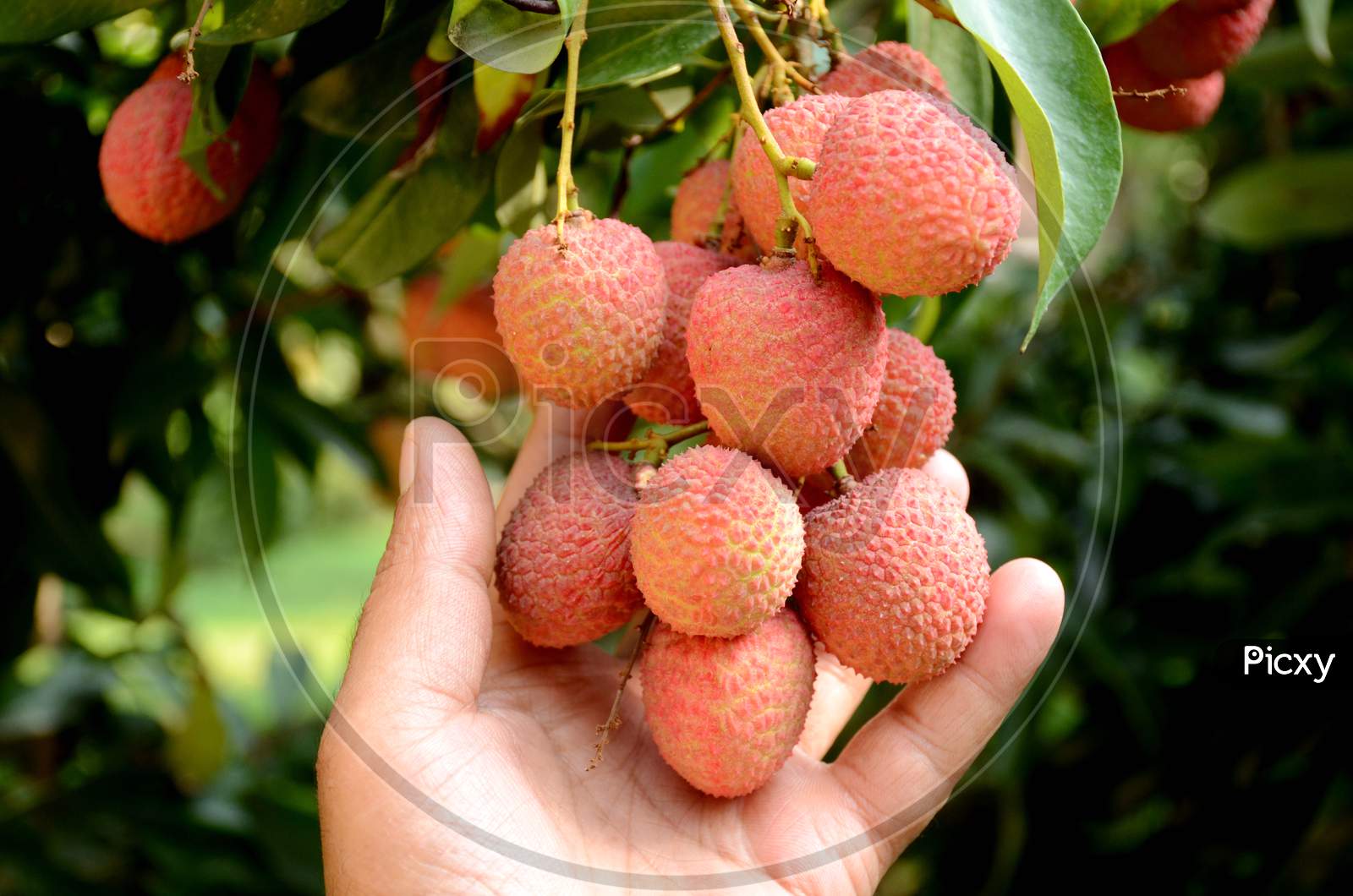 Image of Closeup The Bunch Red Ripe Litchi Hold Hand With Leaves And ...