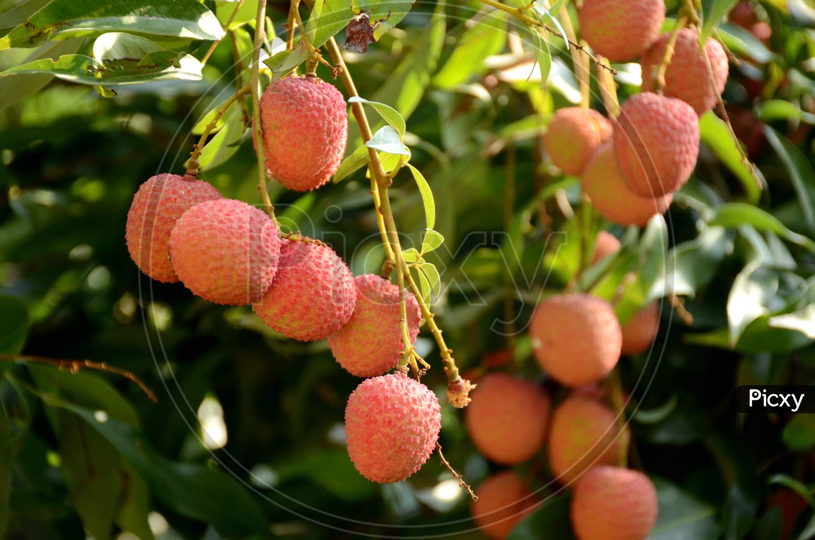 Image of Closeup The Bunch Red Ripe Litchi With Leaves And Branch Over ...