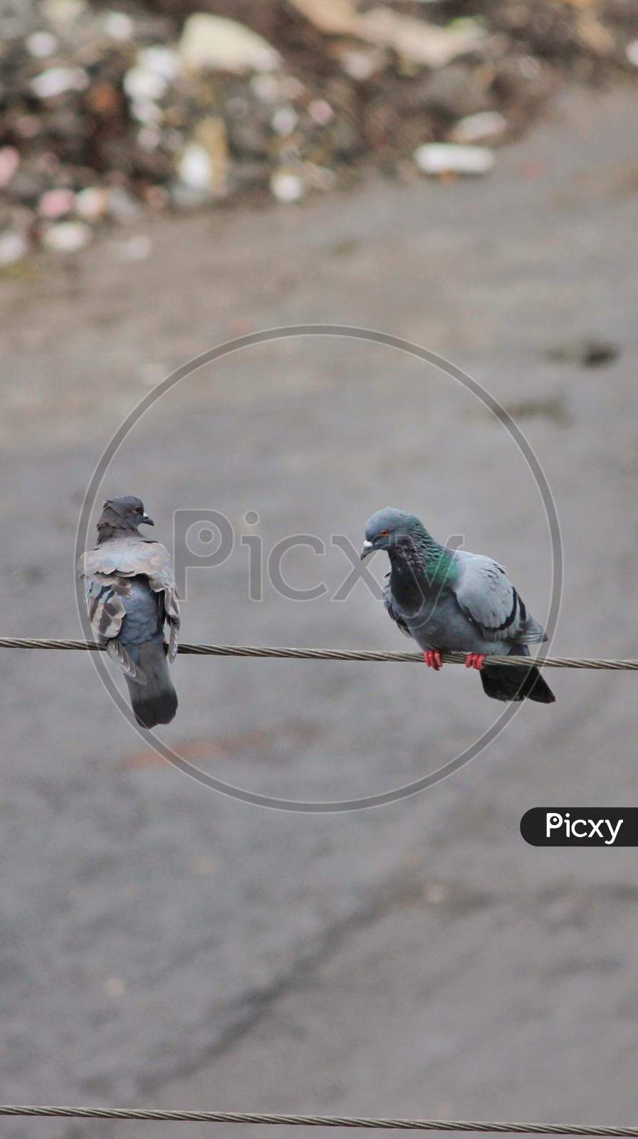 Image of Birds With Social Distancing-AH772409-Picxy