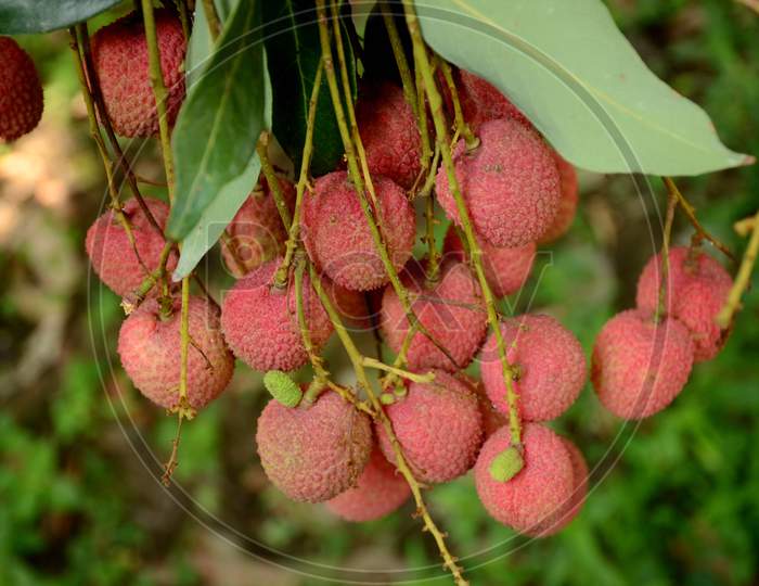 Image of Closeup The Bunch Red Ripe Litchi With Leaves And Branch Over ...