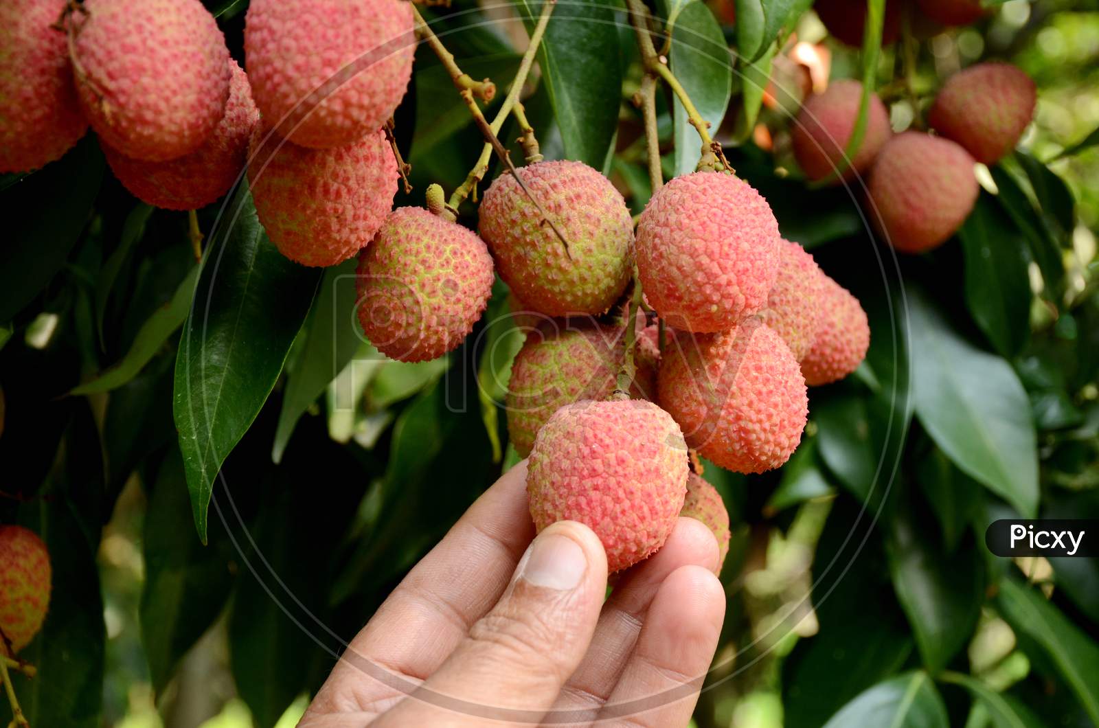 Image of Closeup The Bunch Red Ripe Litchi Hold Hand With Leaves And ...