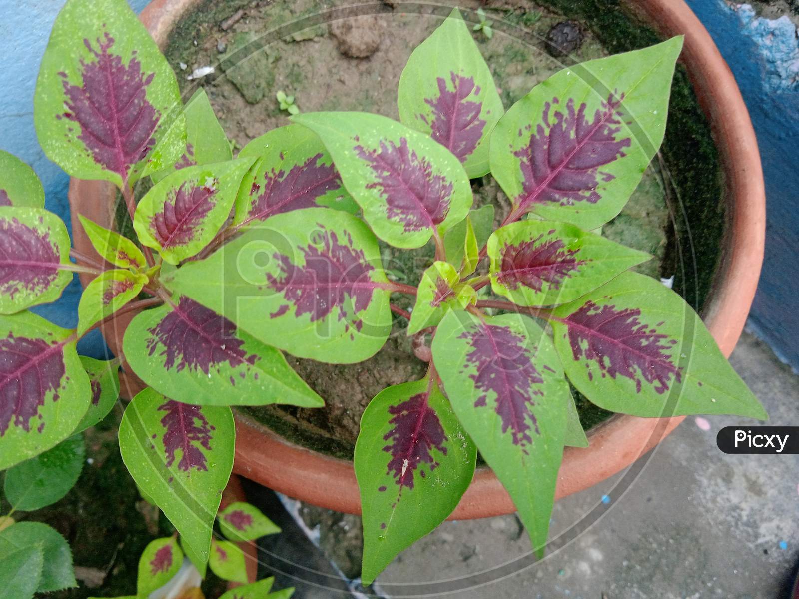 Image of Real nature plant-DT611237-Picxy