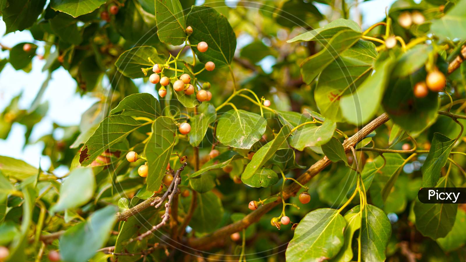Image of Medicinal Plant And Homeopathic Industry Concept. Cordia Myxa ...