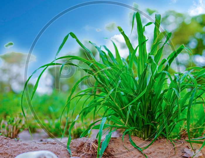 Image of Raindrops, Water On A Millet Leaves. Fresh, Juicy, Beautiful ...
