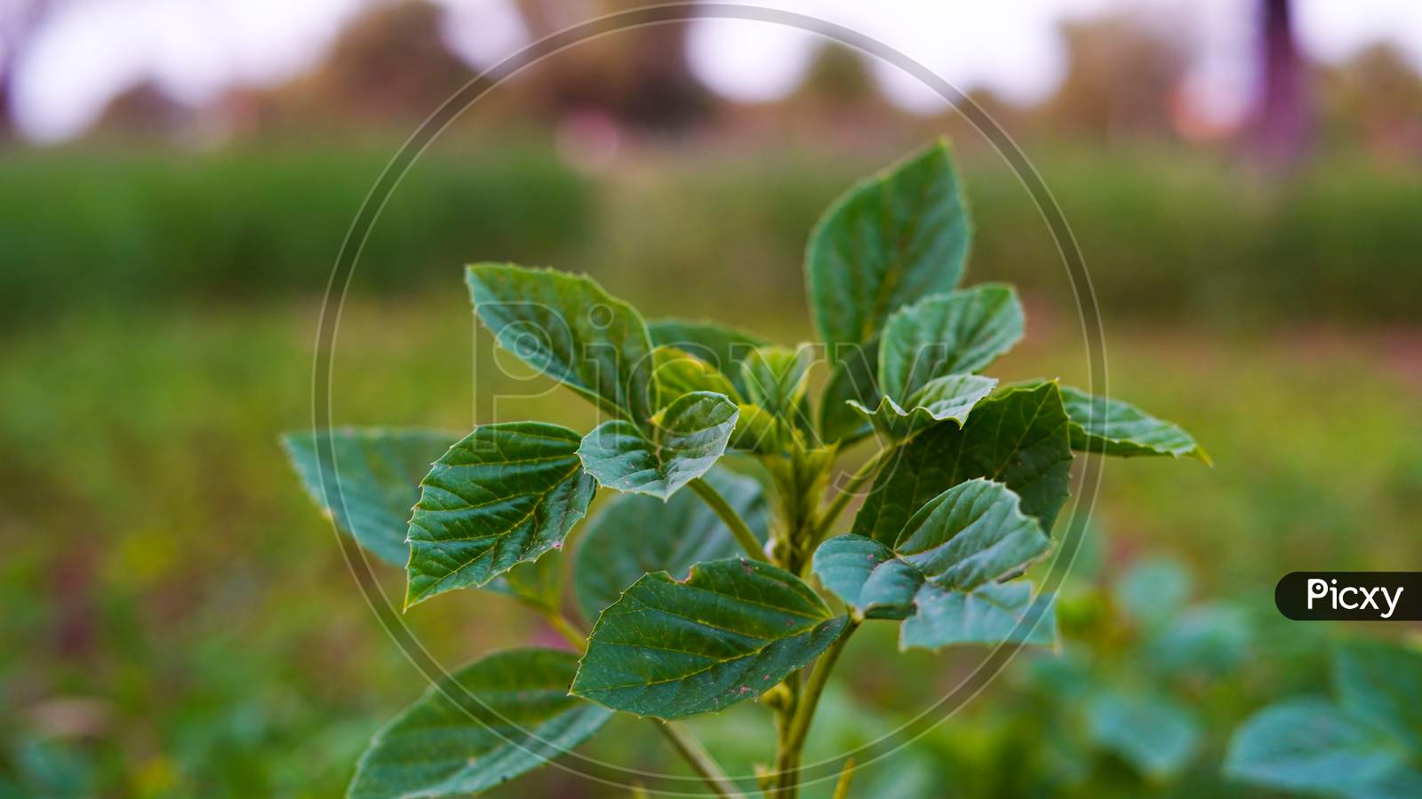 Image of Fresh Wet Green Leaves Of Guar Or Cyamopsis Tetragonoloba ...