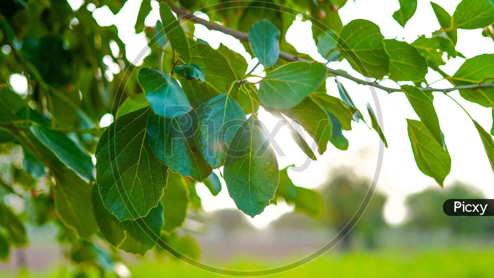 Image of Closeup Shot Of Fragrant Manjack Or Snotty Gobbles Green ...