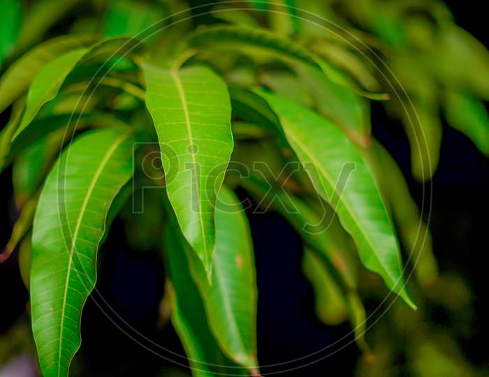 Image of Fresh And New Growing Leaves Of Mango Or Mangifera Indica ...
