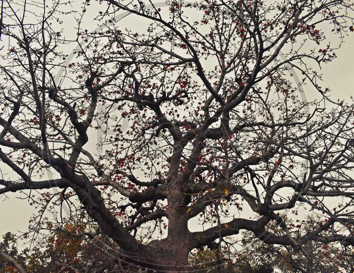 Image of texture of tree in the autumn-NQ936692-Picxy