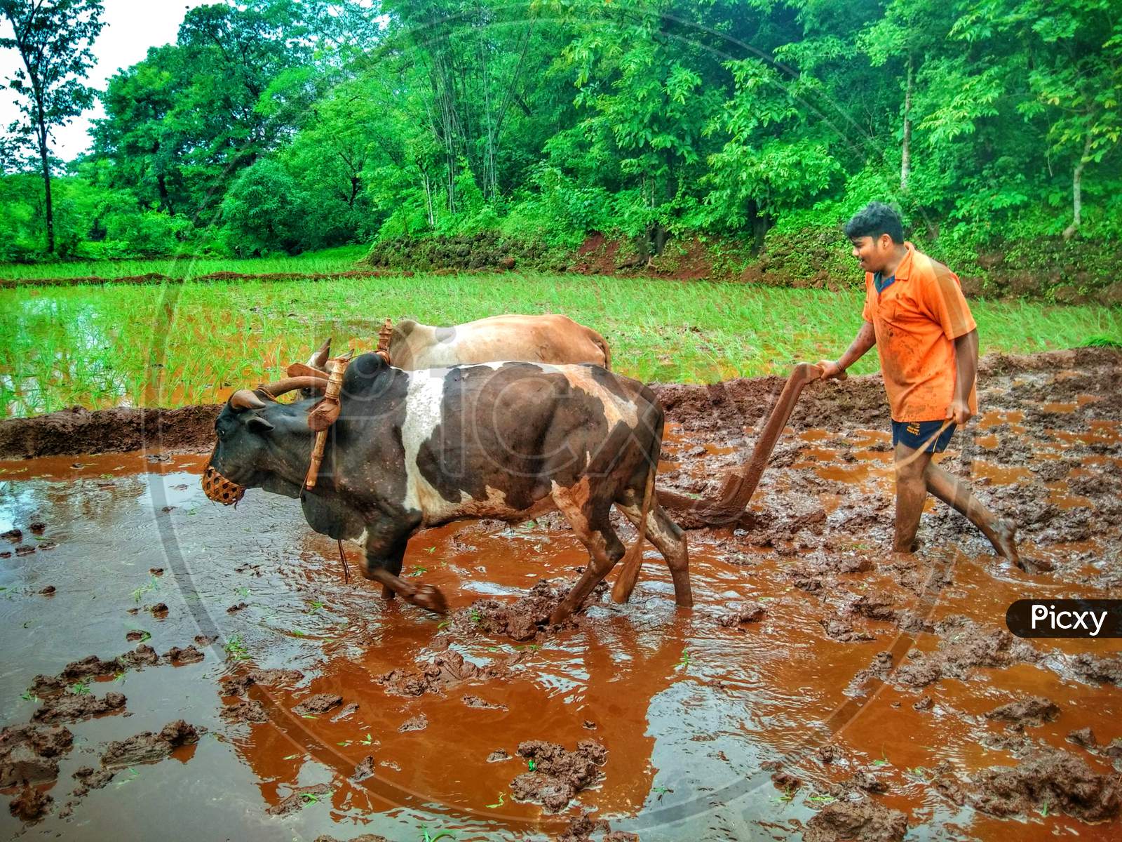 Image of The village farming sheti nangarni photo-AI349689-Picxy
