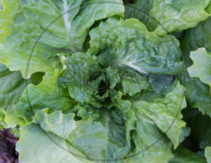 Image of Top View Of Lettuce Leaves In The Organic Garden-WH772550-Picxy