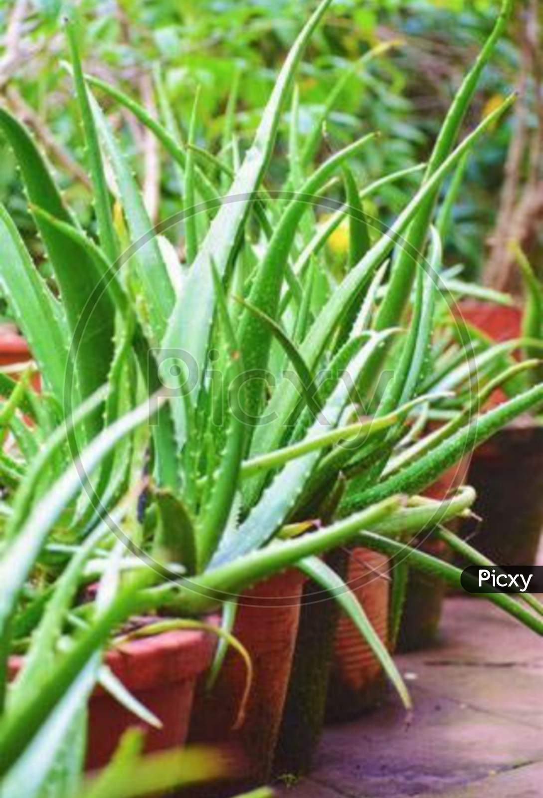 Image of Alobera plant-CK727825-Picxy