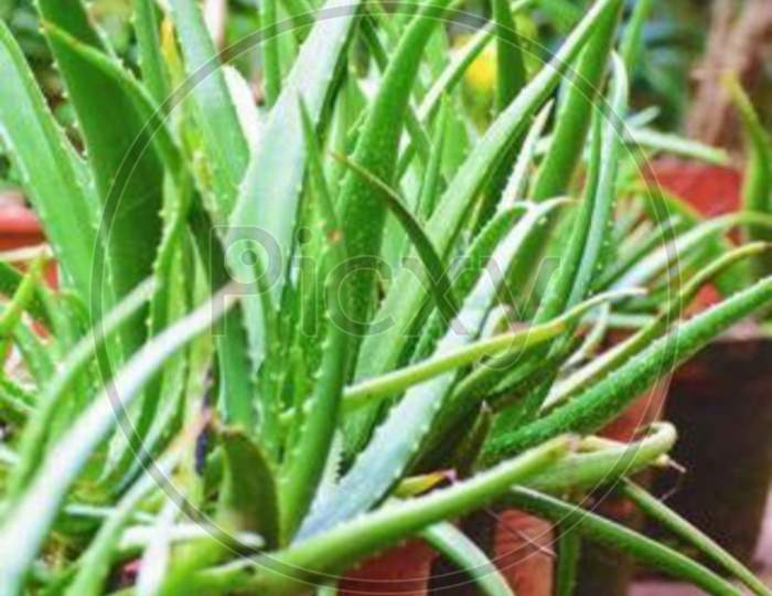 Image of Alobera plant-CK727825-Picxy