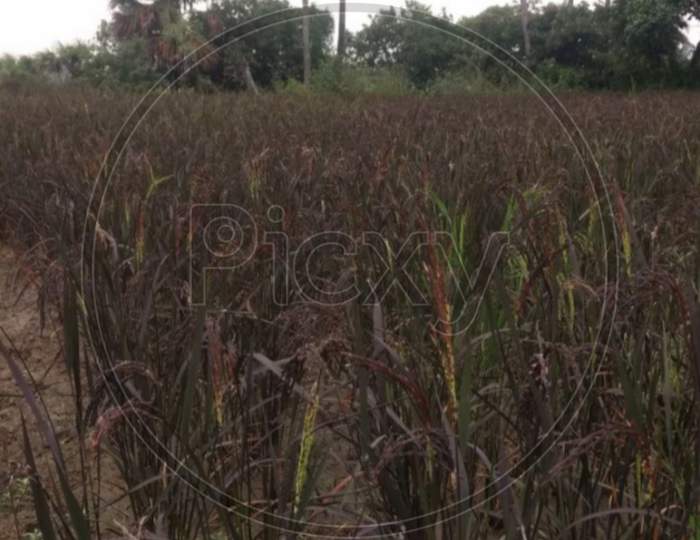 Image of Black rice plant-BX390835-Picxy