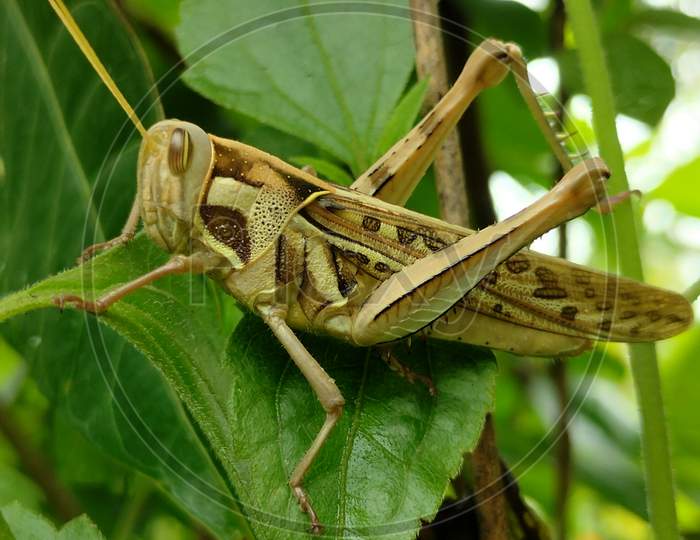 Image of Locust-CW682824-Picxy