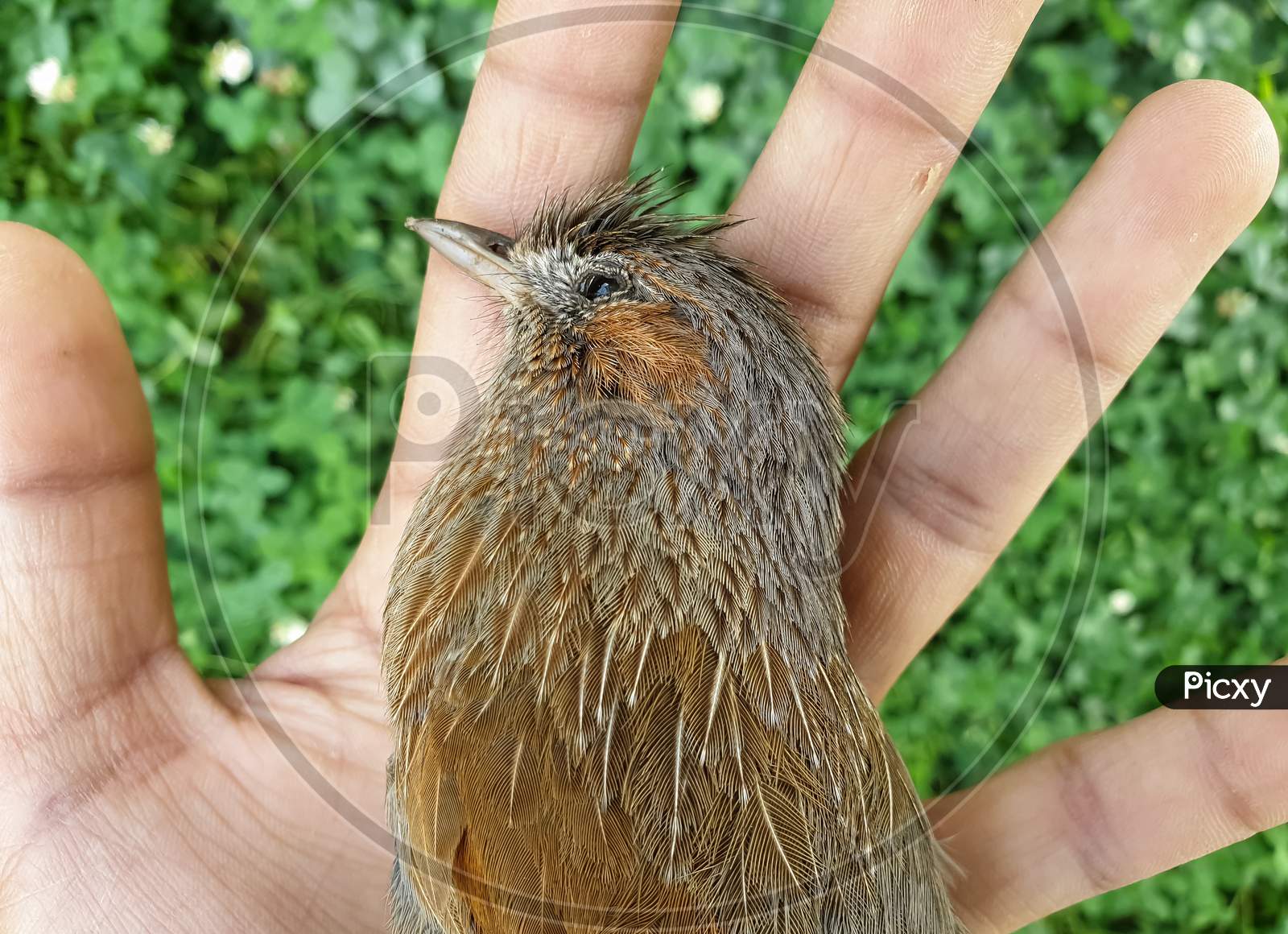 Image of High angle view of a dead bird on human hand in outdoor ...