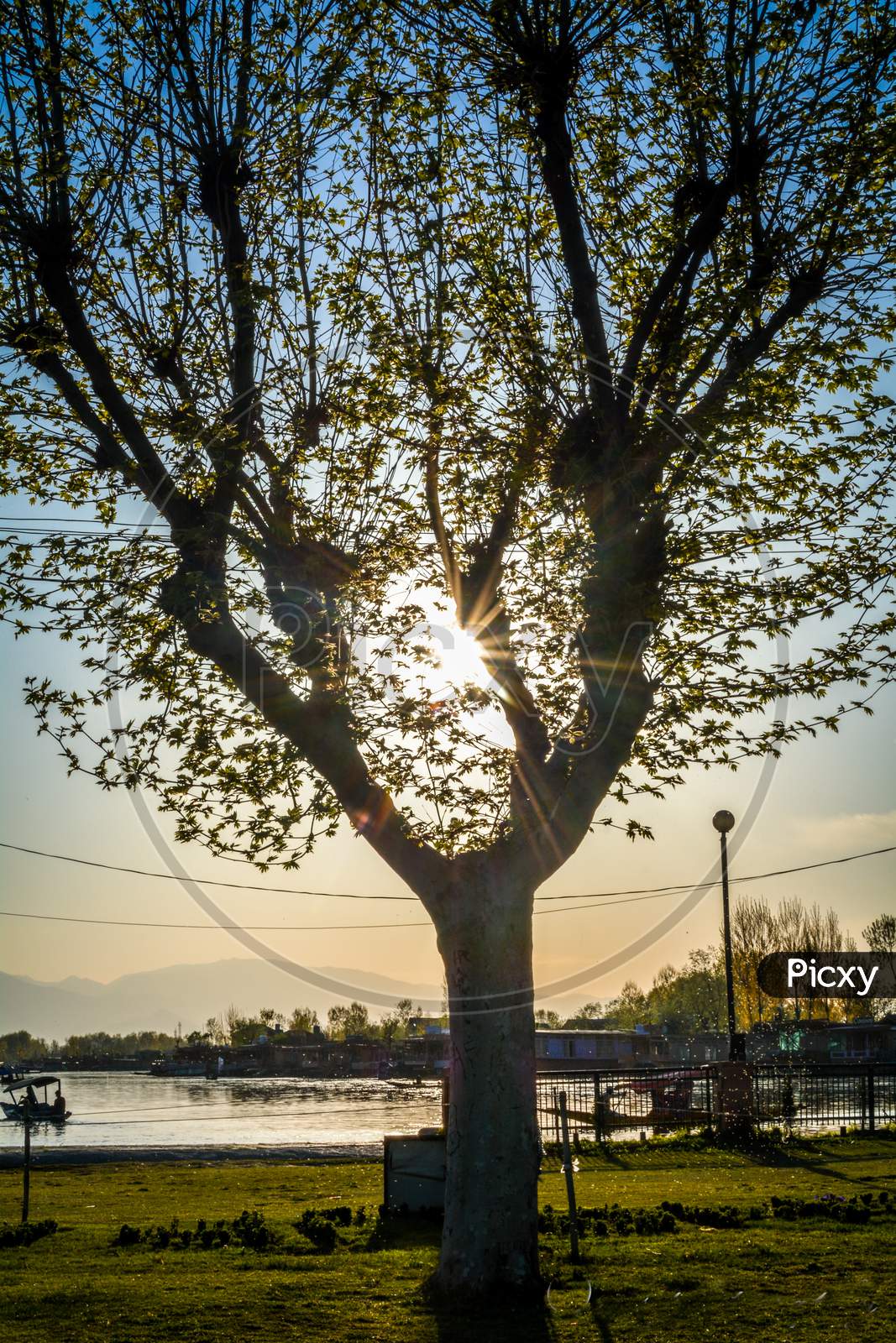 Image of Chinar Tree, Neheru Garden, Srinagar, Jammu And Kashmir, India ...
