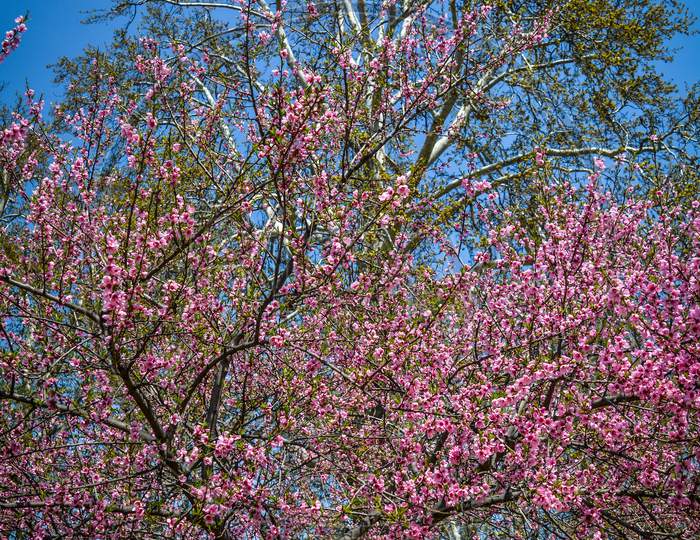 Image of Chinar Tree, Neheru Garden, Srinagar, Jammu And Kashmir, India ...