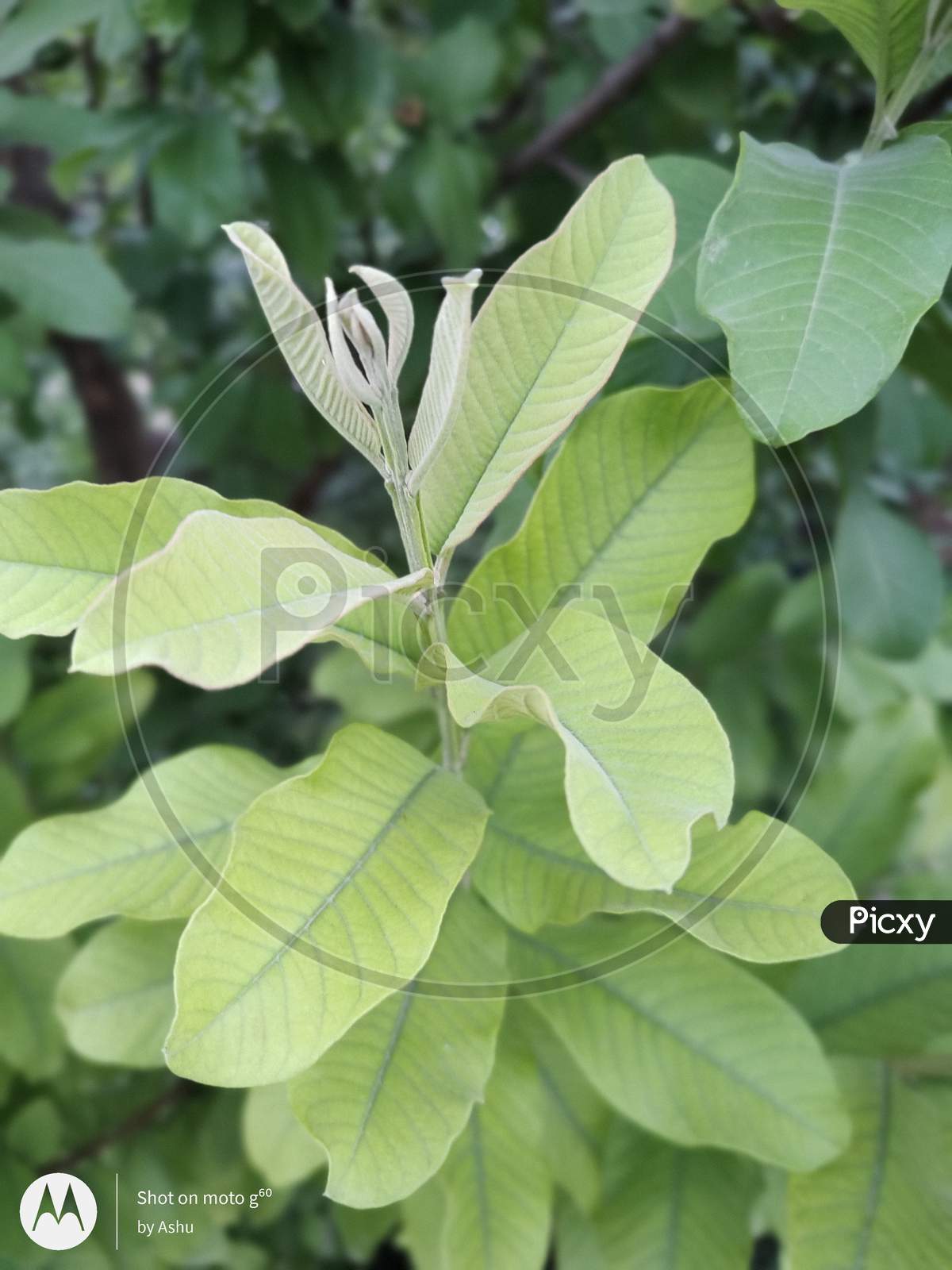 Image of Guawa Leaf-PX170388-Picxy