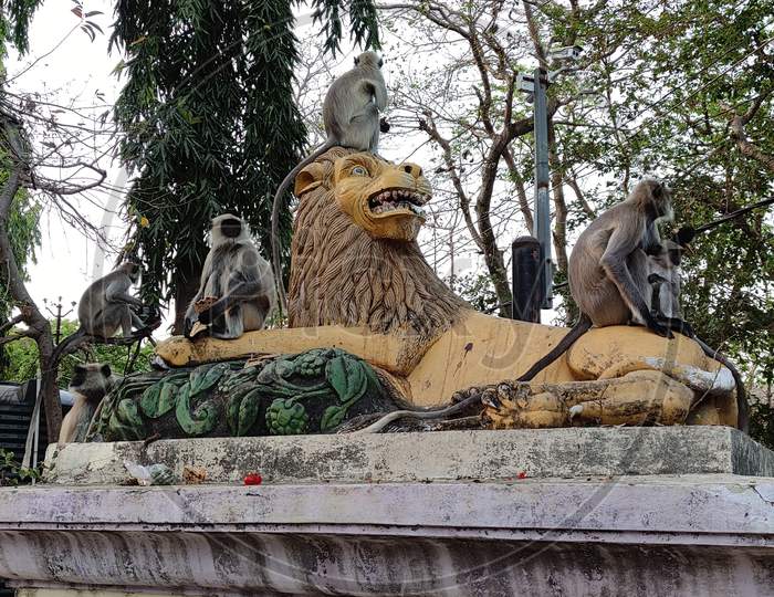 Image of Monkeys and Lion-PM315579-Picxy