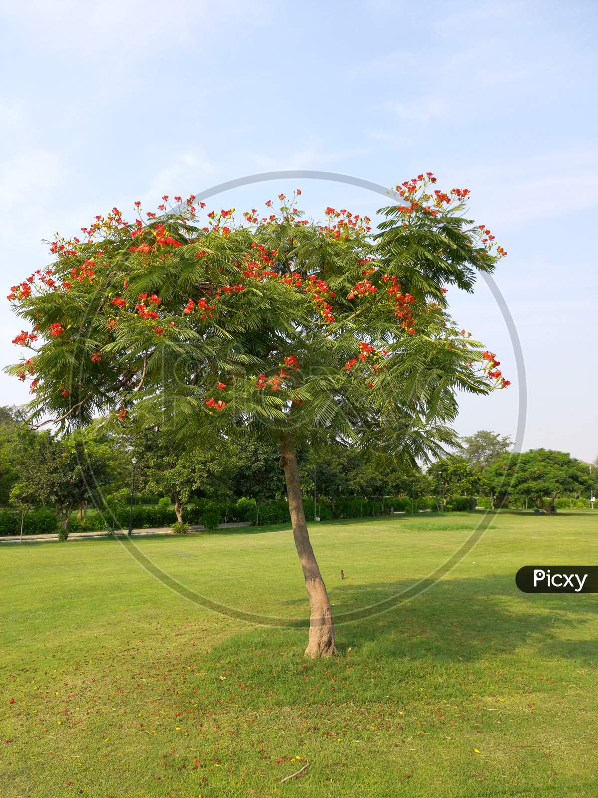 Image of Gulmohar tree-TW865764-Picxy