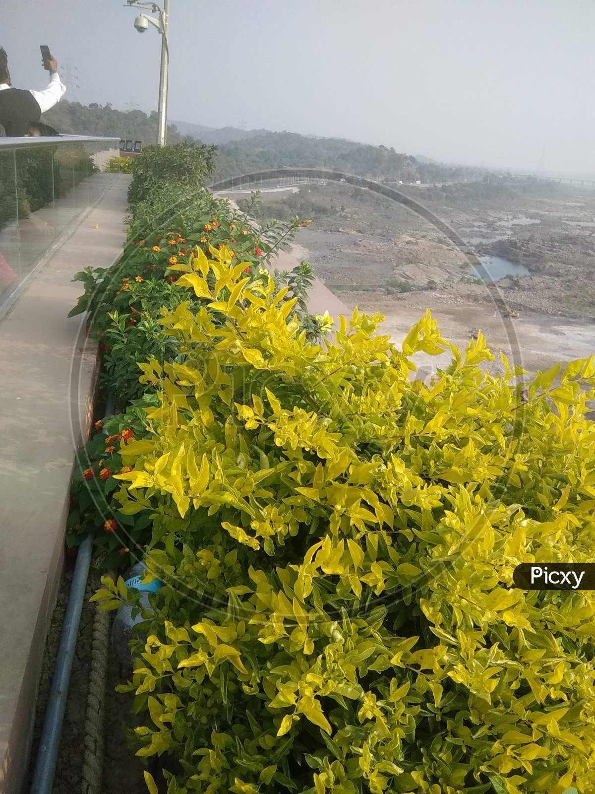 Image of plants in perfect pattern-DQ316951-Picxy