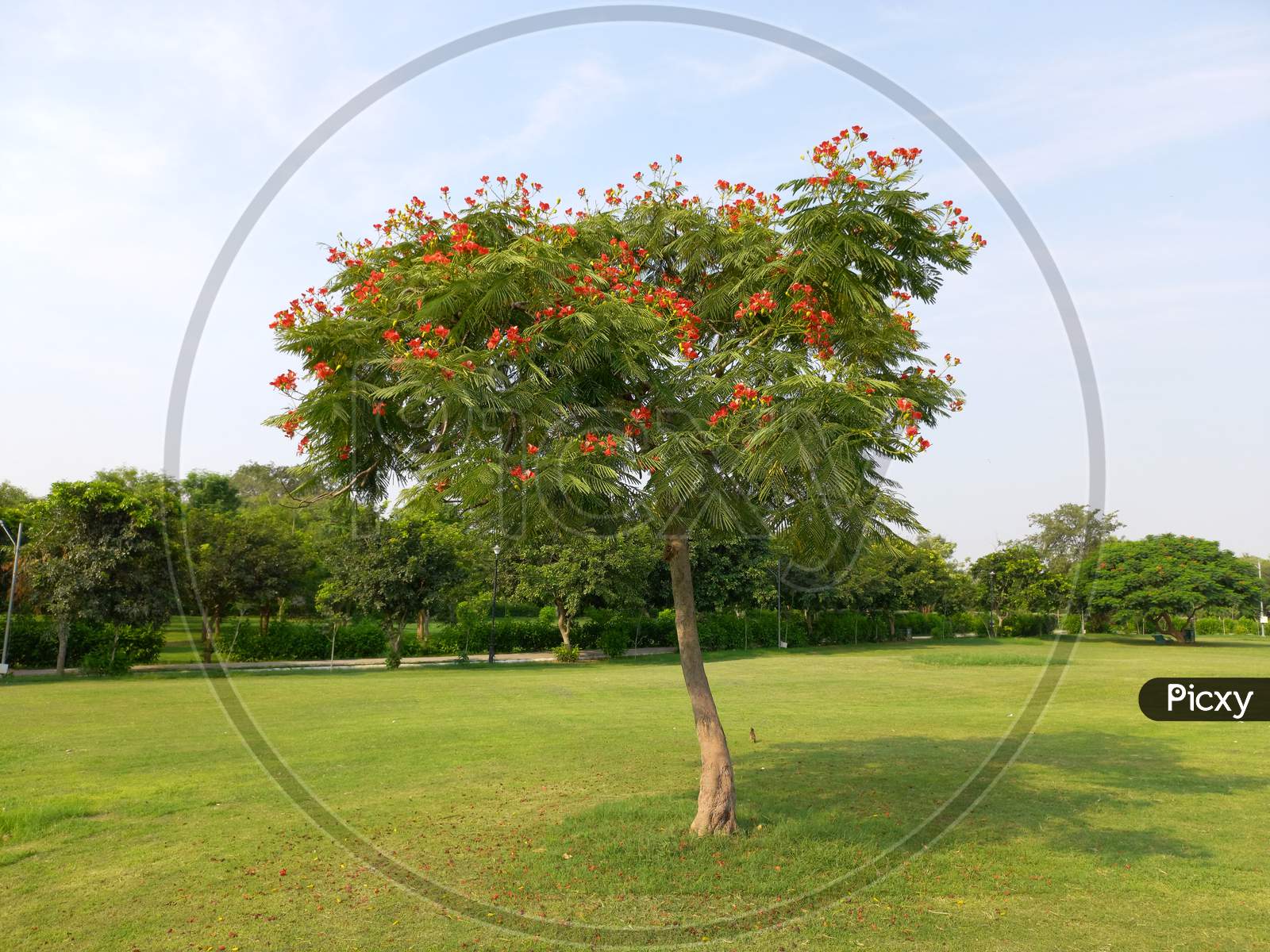 Image of Gulmohar tree-JN131029-Picxy